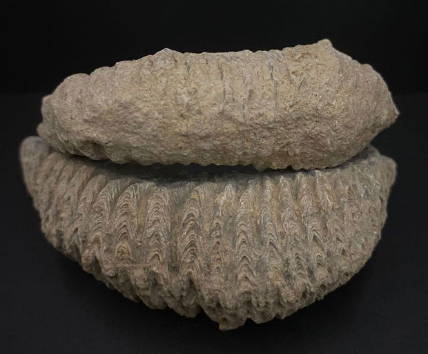 Fosila Stridie - Set specimene | Breslo