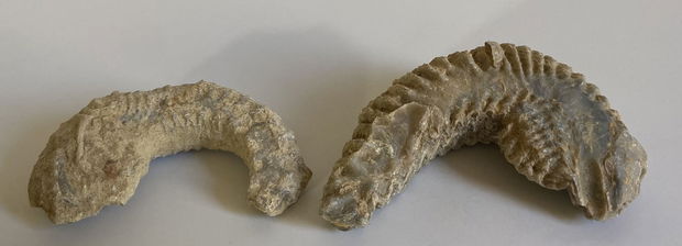 Fosila Stridie - Set specimene | Breslo