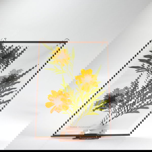 t a b l o u r i - m e d i i | Dichisar