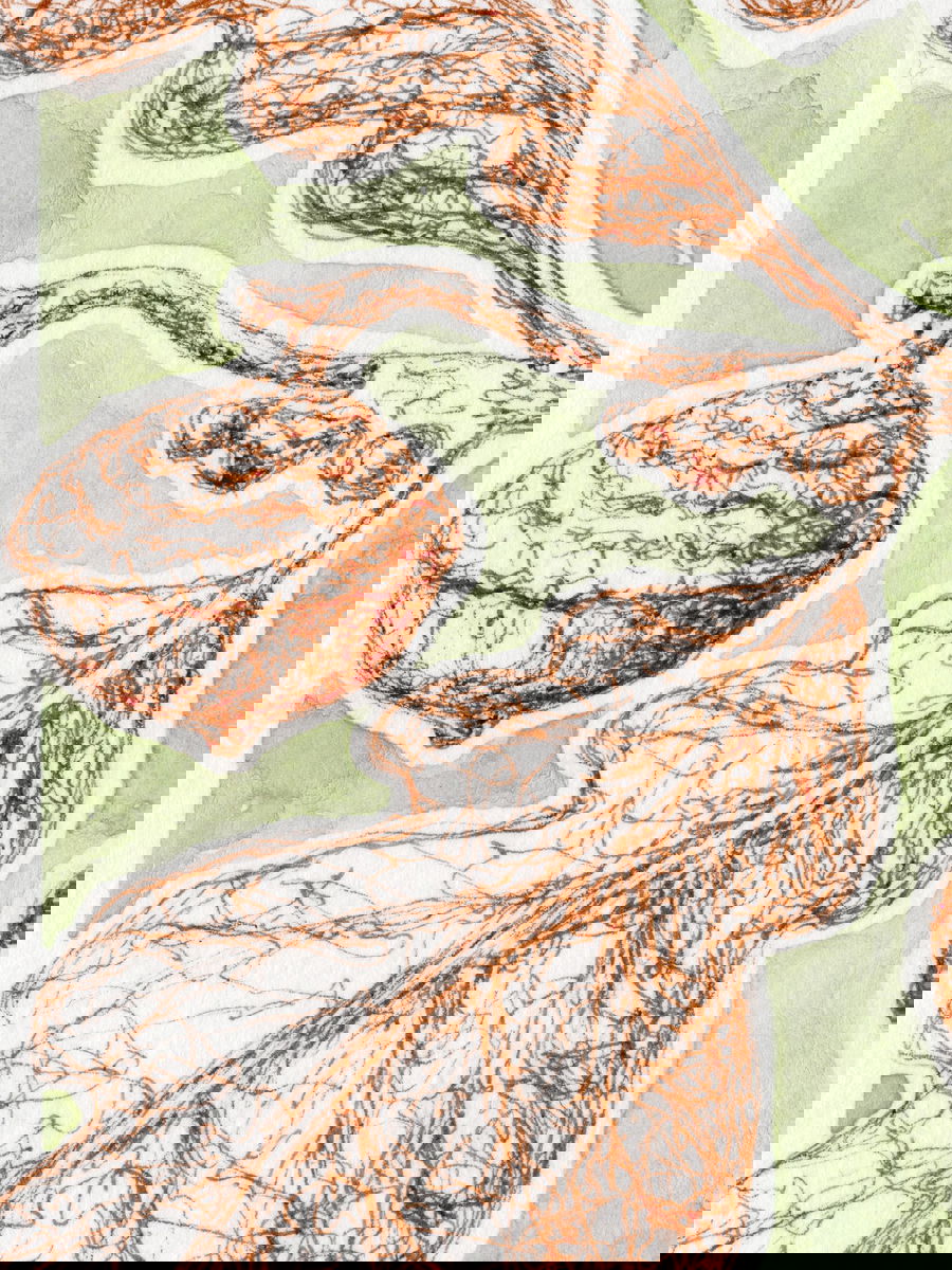 Ilustrație originală Stejar cu ghinde | Dichisar